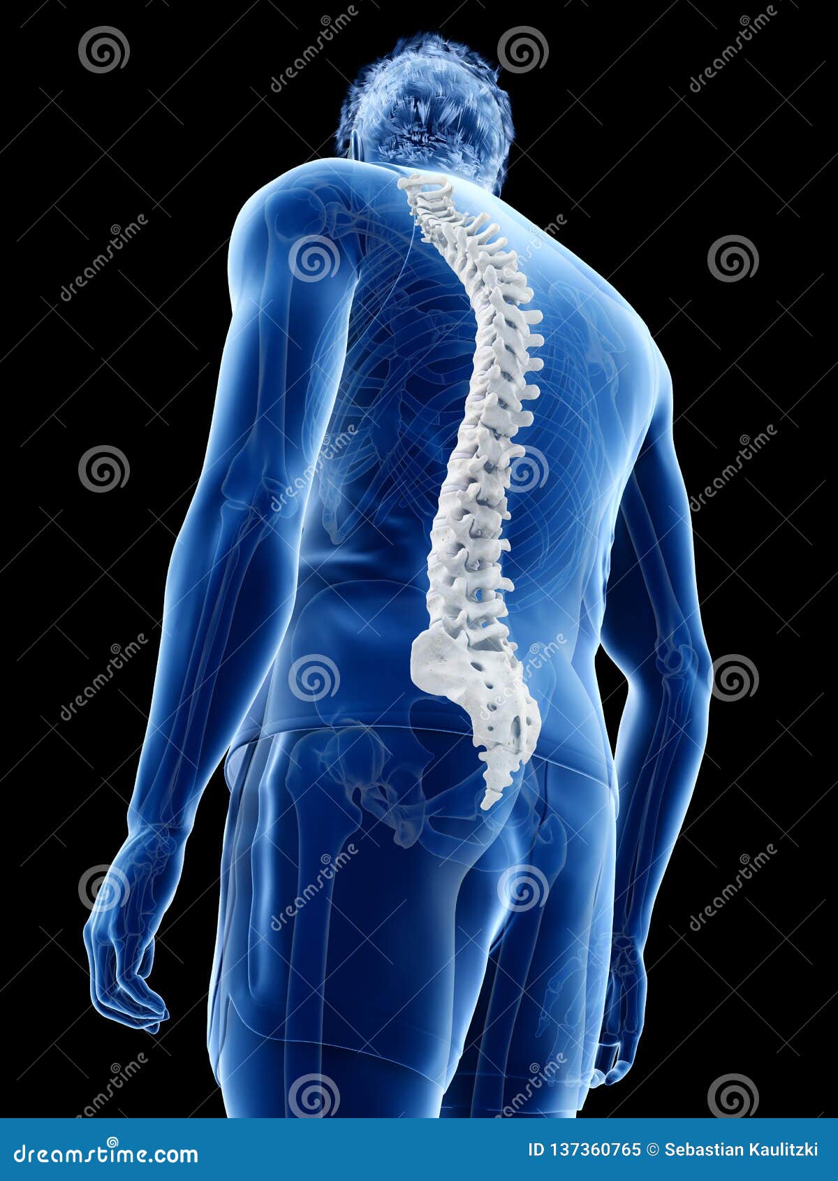 The human spine stock illustration. Illustration of black - 137360765