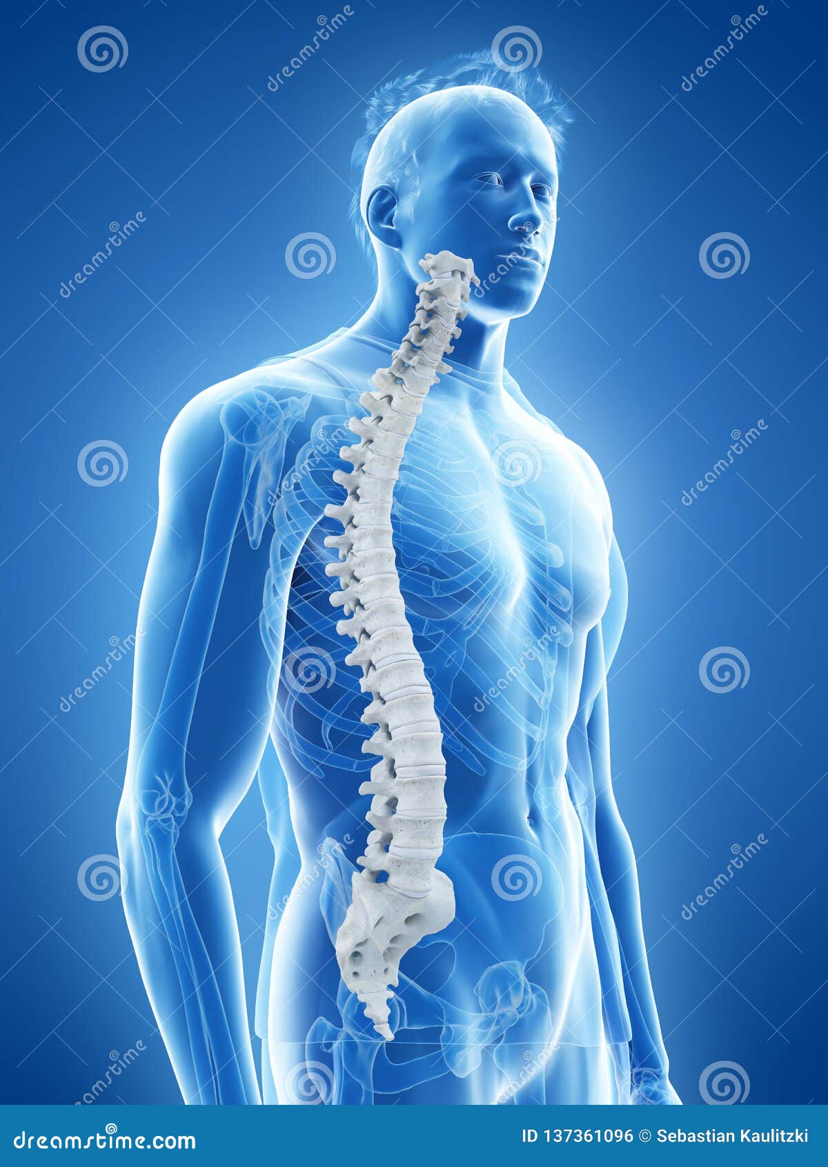 The human spine stock illustration. Illustration of human - 137361096