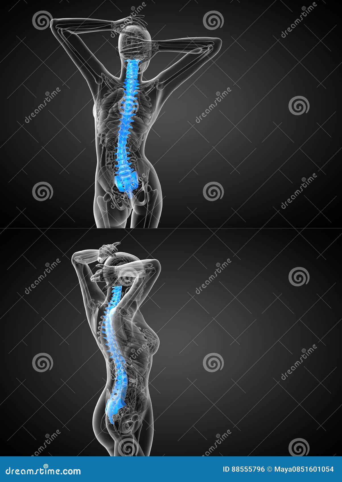 Human spine stock illustration. Illustration of spine - 88555796