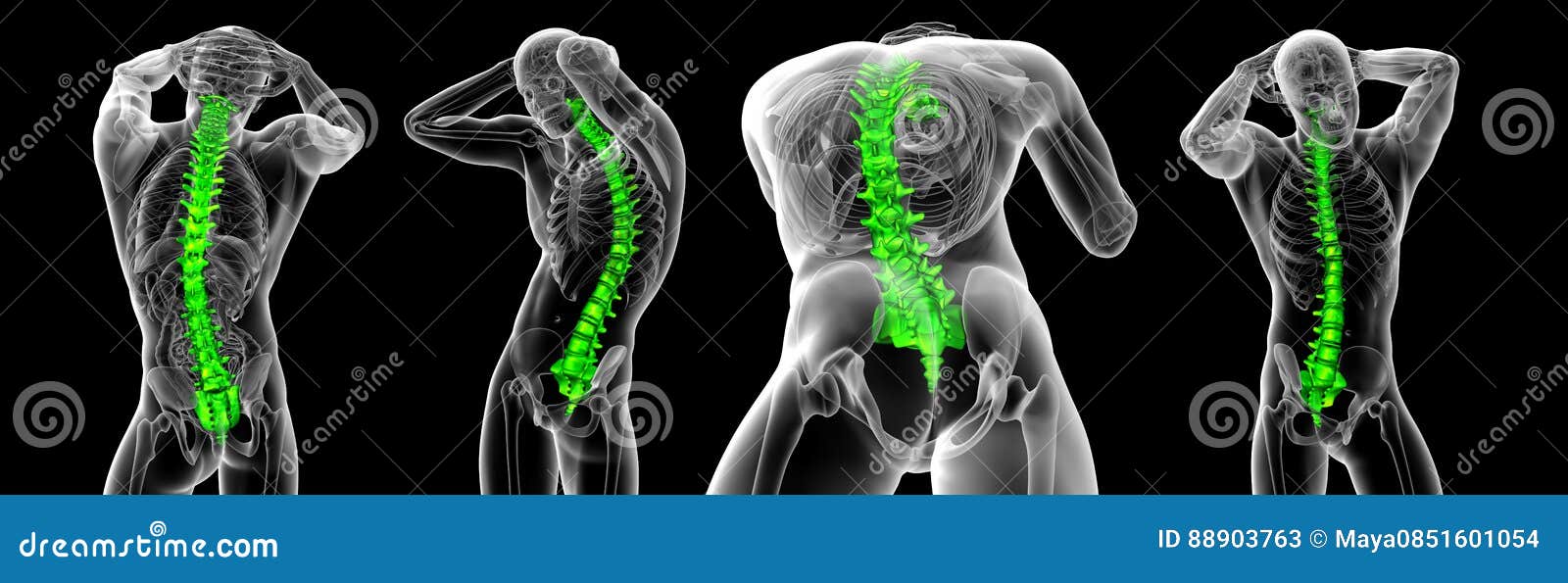 Human spine stock illustration. Illustration of bones - 88903763