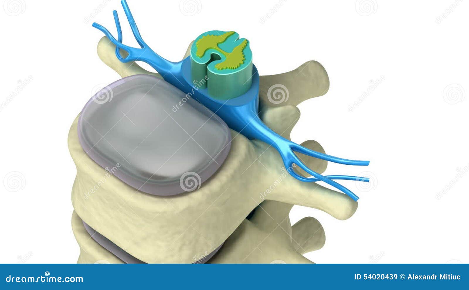 Human Spine in Details: Vertebra, Bone Marrow, Disc and Nerves Stock ...