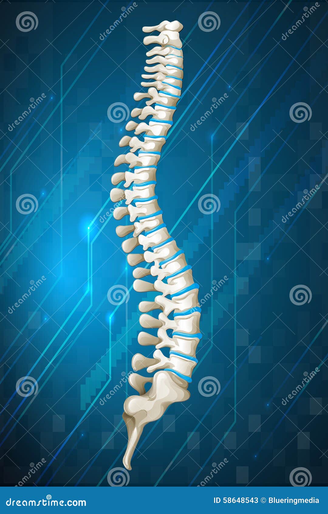 Human Spine Diagram Blue Stock Illustrations – 104 Human Spine Diagram ...