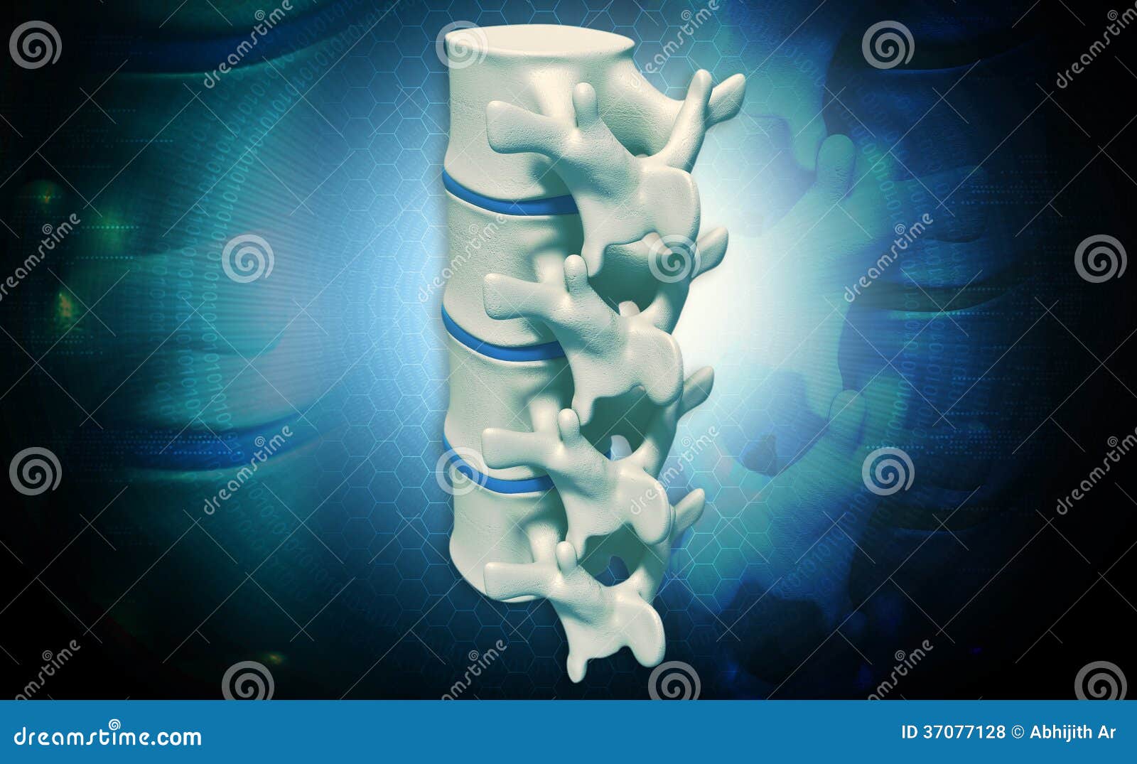 Human spine stock illustration. Illustration of posterior - 37077128