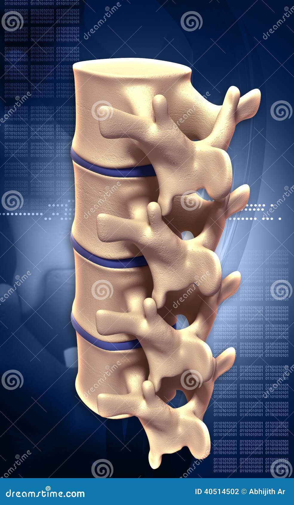 Human spine stock illustration. Illustration of joint - 40514502