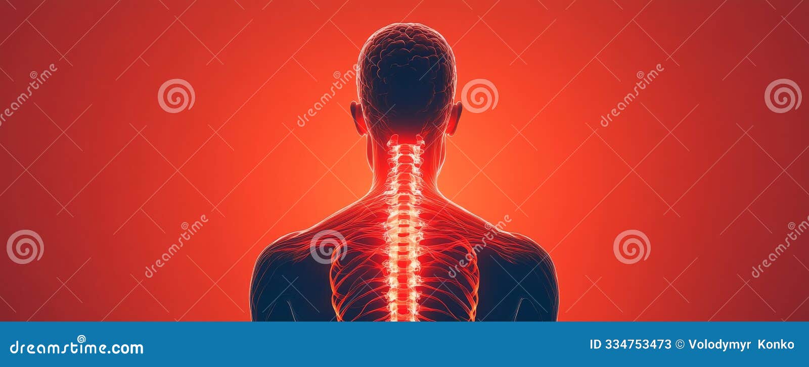 Human Spine Illustration with Glowing Effect, Anatomical Concept Stock ...