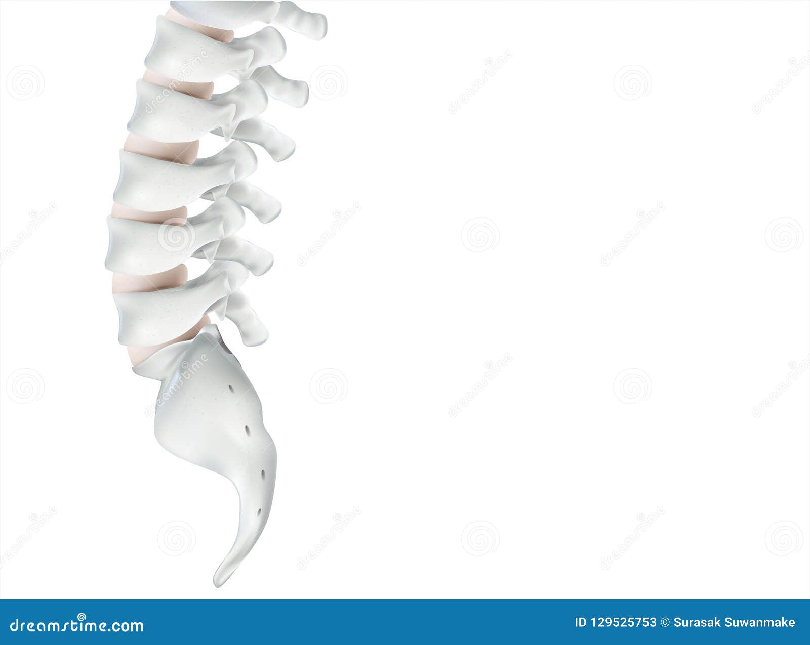 The Human Spine Image Is Realistic. Shows The Medical Accuracy Of Human ...