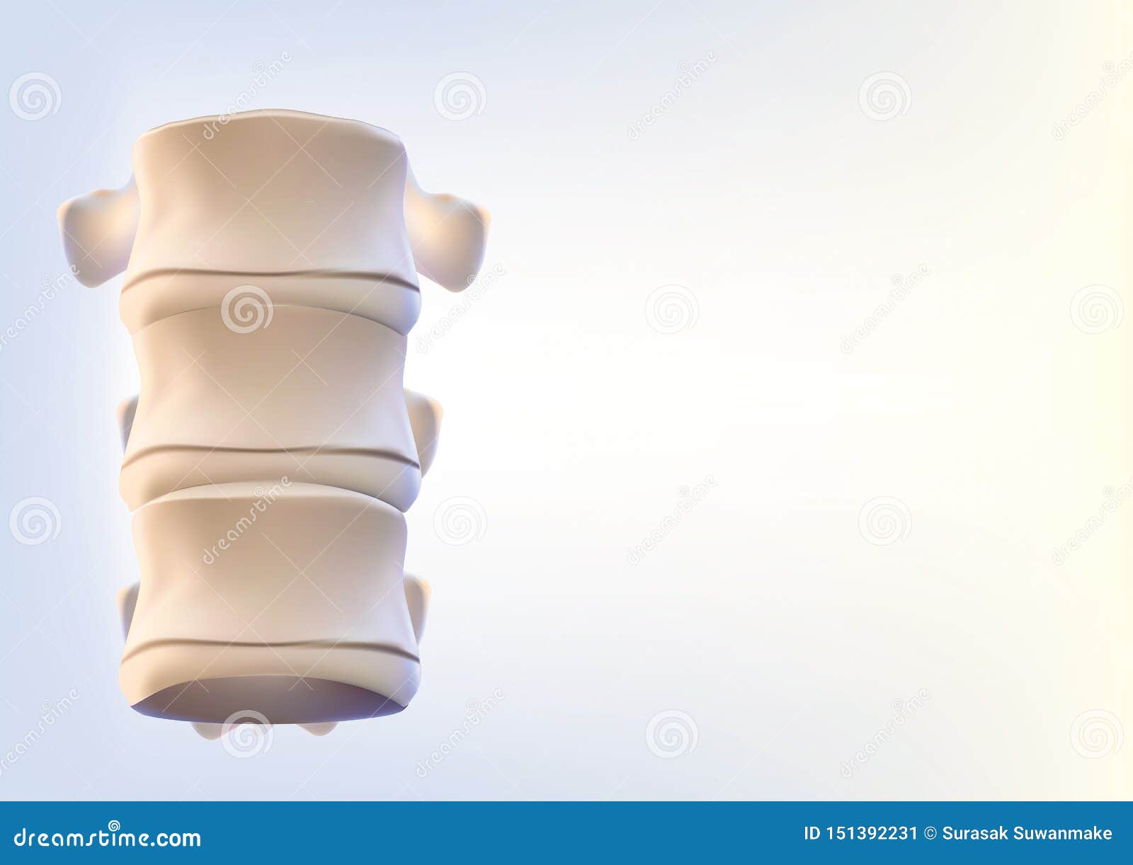 The Human Spine Image is Realistic. Shows the Medical Accuracy of Human ...