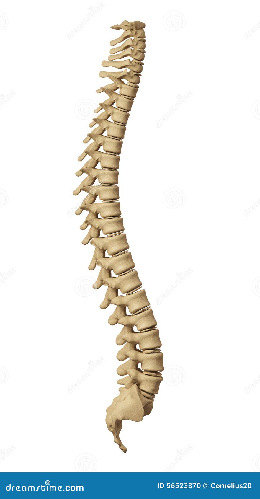 Human spine stock photo. Image of isolated, joint, human - 56523370