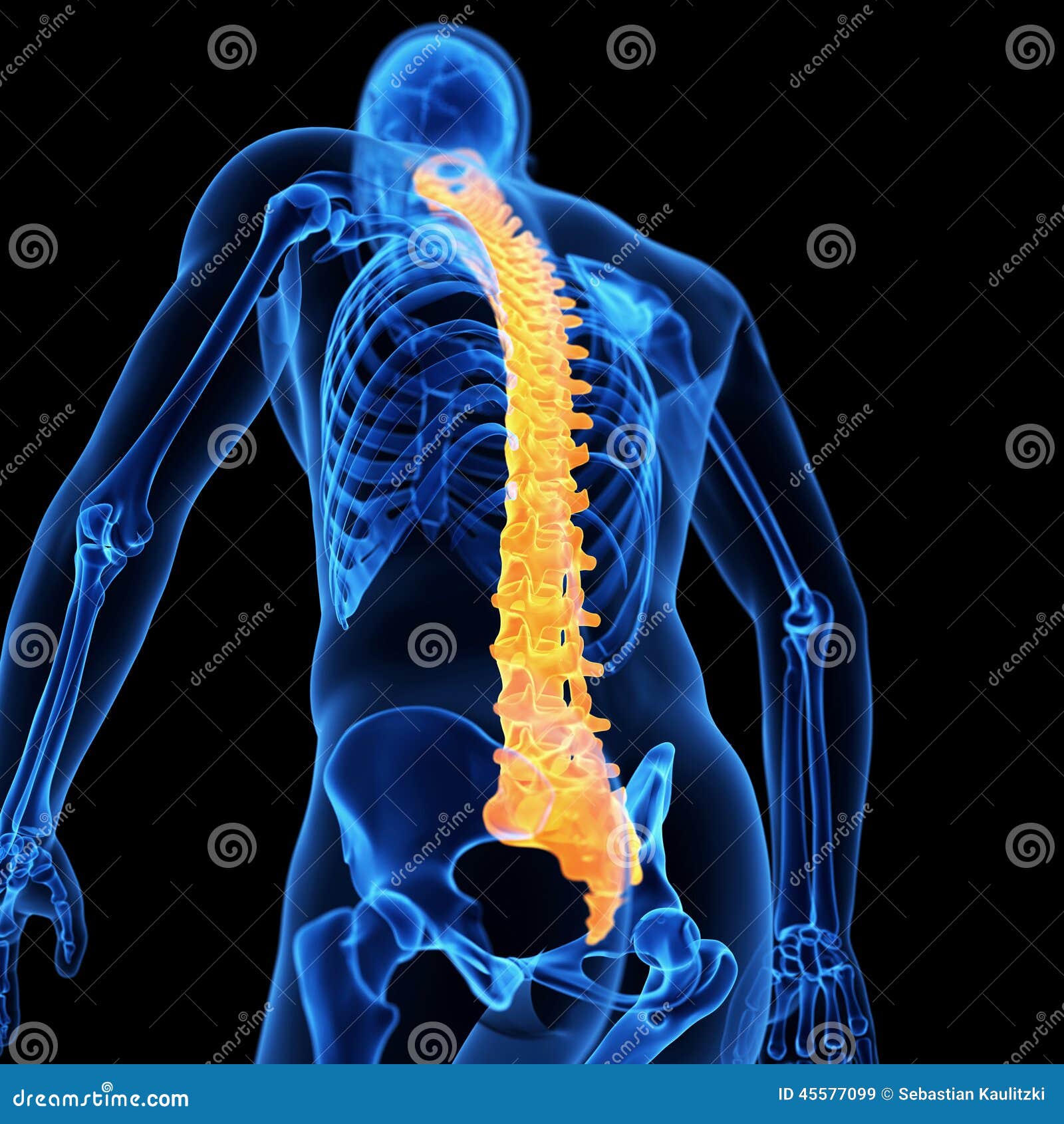 The human spine stock illustration. Illustration of anatomy - 45577099