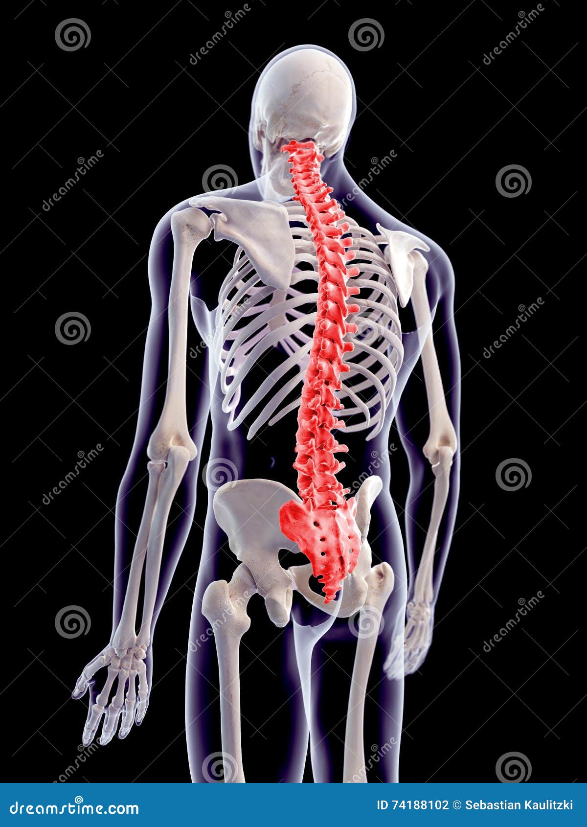 The human spine stock illustration. Illustration of accurate - 74188102