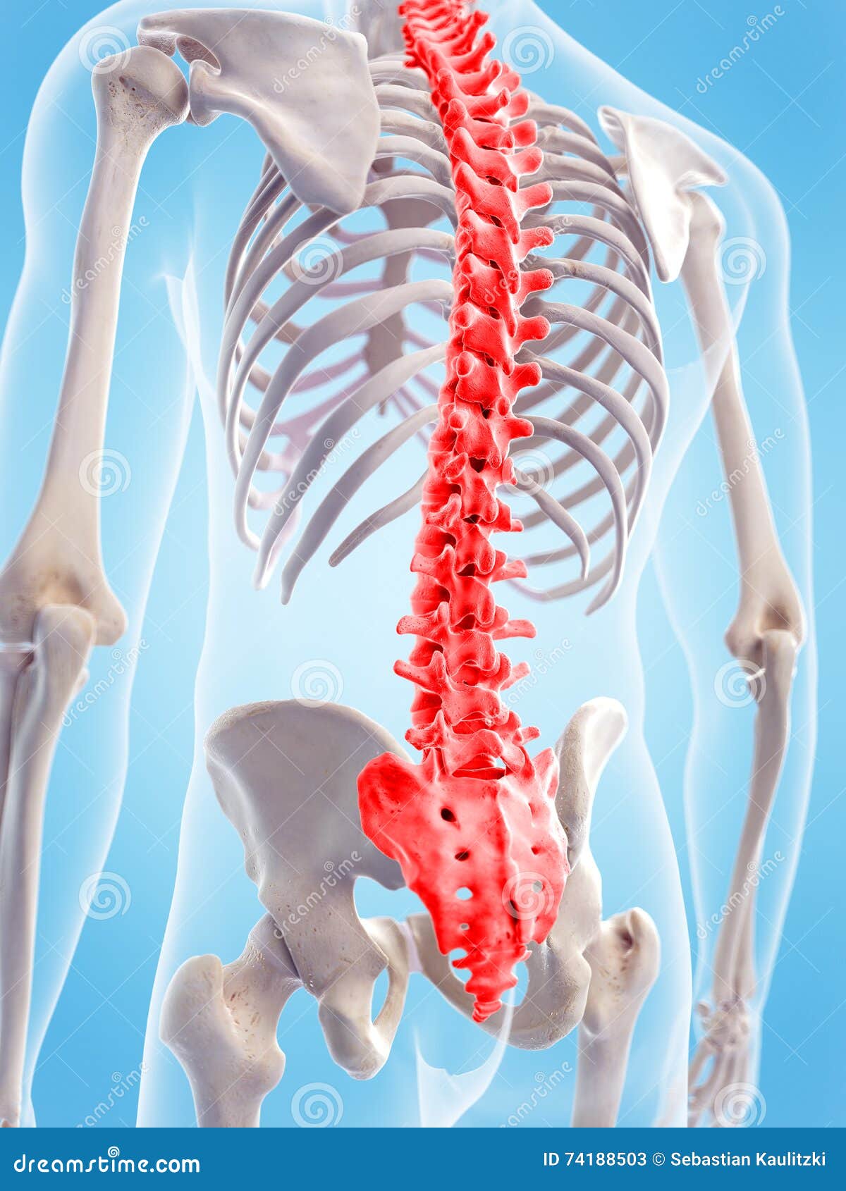 The human spine stock illustration. Illustration of human - 74188503