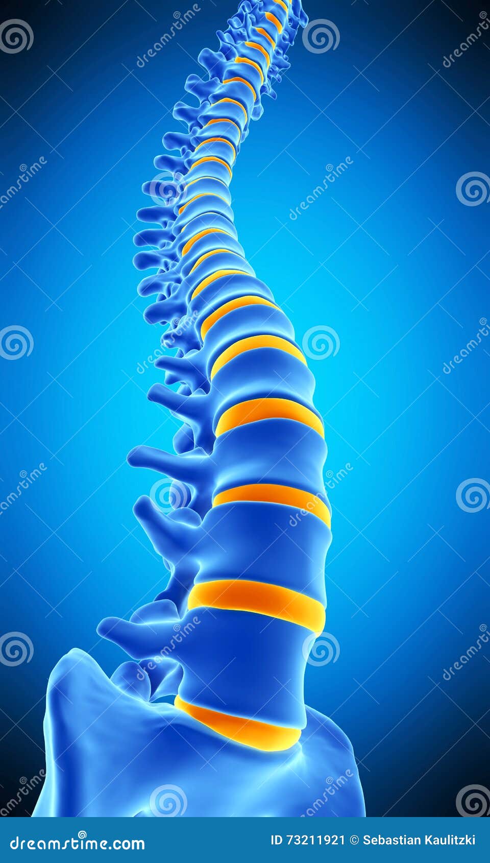 The human spine stock illustration. Illustration of spinal - 73211921