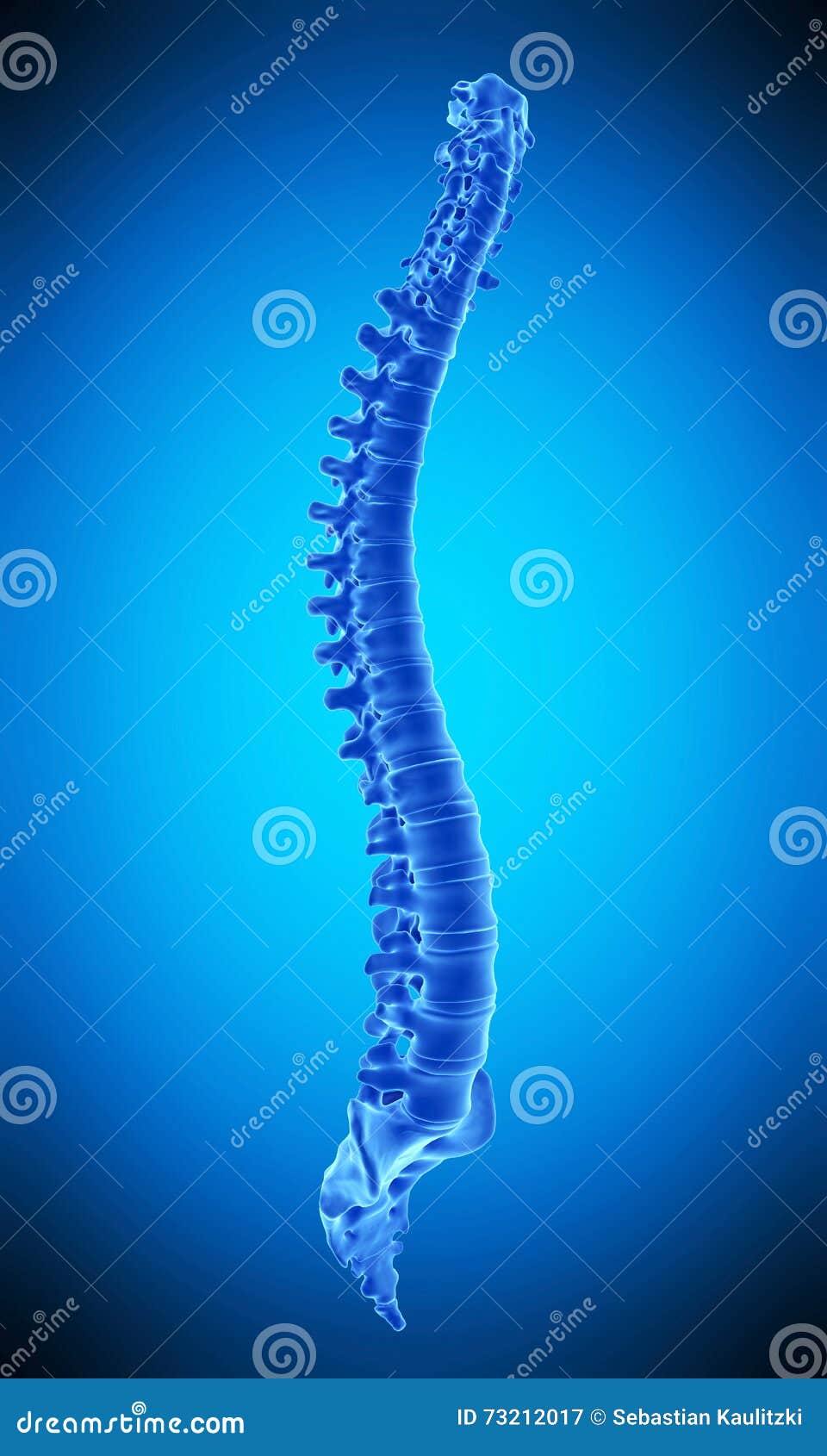 The human spine stock illustration. Illustration of painful - 73212017