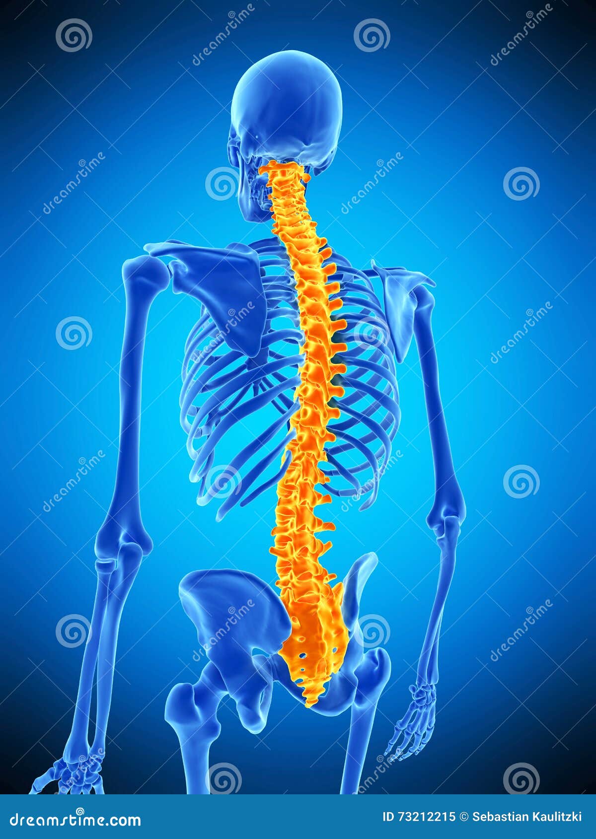 Human Spine, Anatomy, Backbone Icon. Vector Illustration ... Human Spine, Anatomy, Backbone Icon. Vector Illustration ...