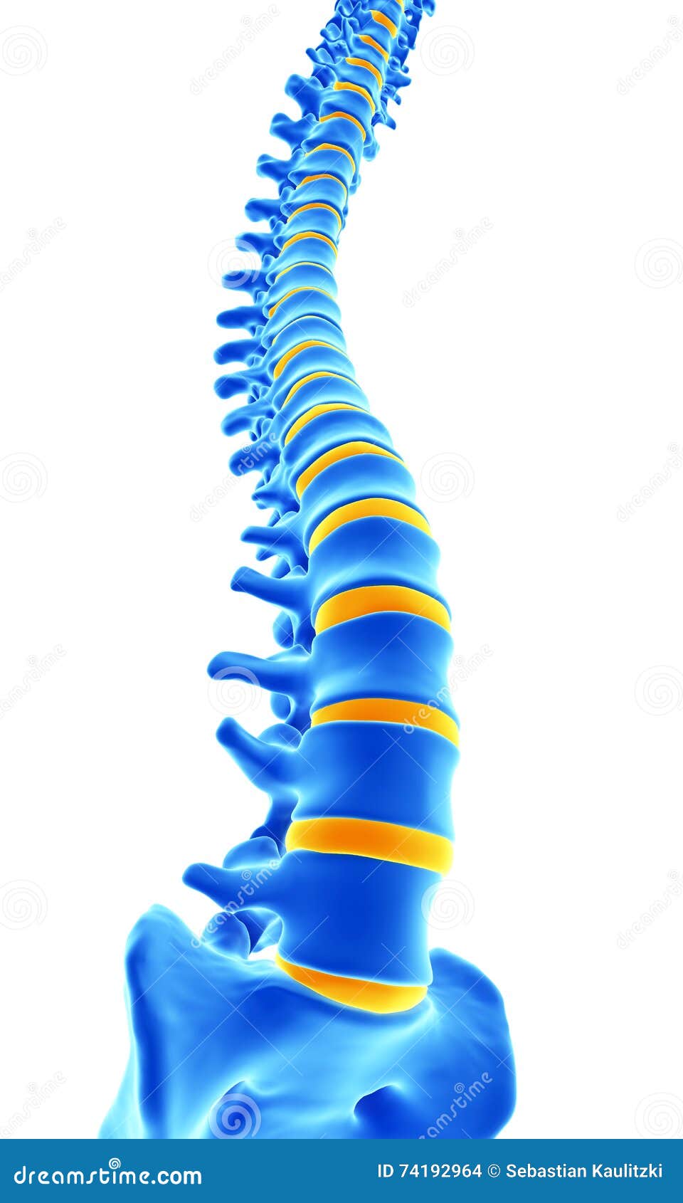 The human spine stock illustration. Illustration of people - 74192964