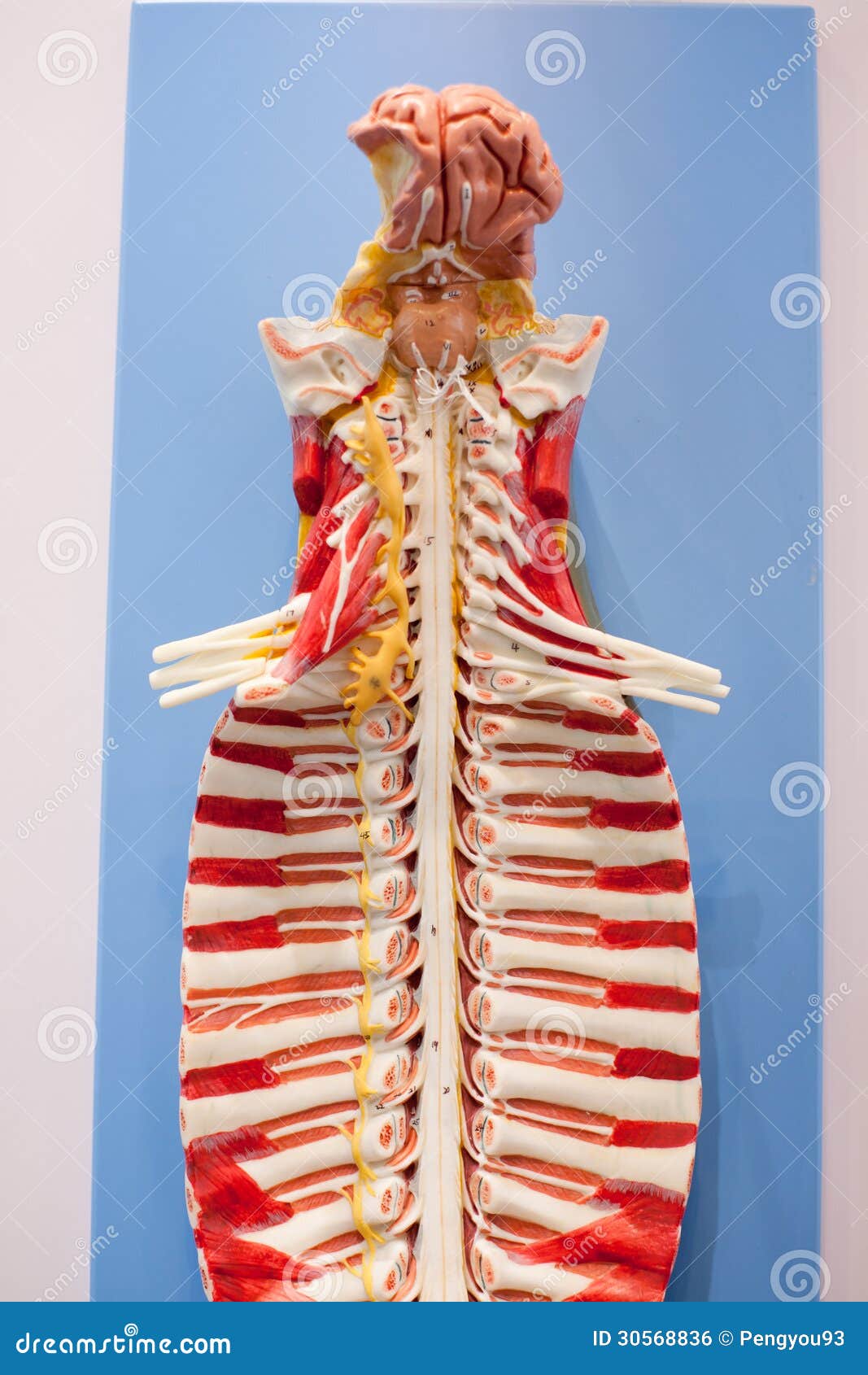 The human spine model, stock photo. Image of teaching - 30568836