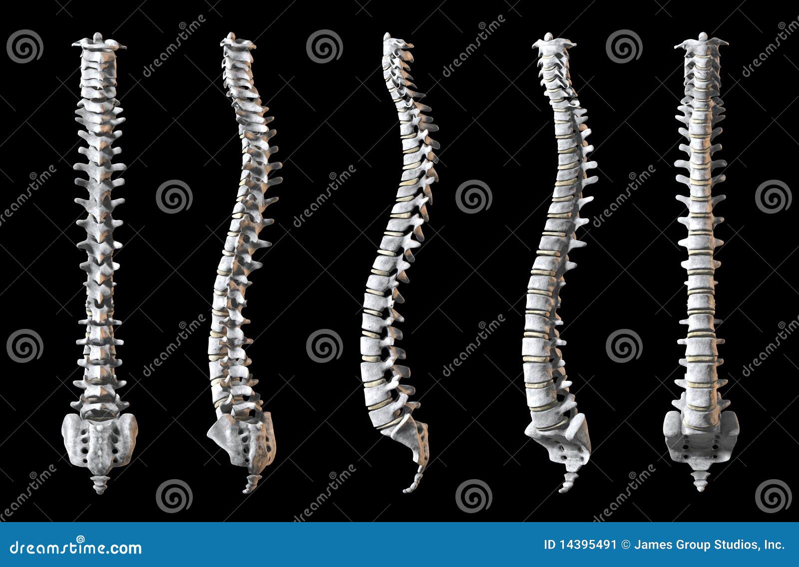 Human Spine pack stock image. Image of medical, back - 14395491