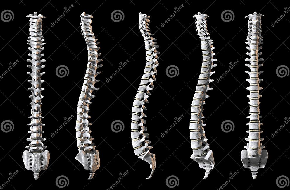 Human Spine pack stock image. Image of medical, back - 14395491