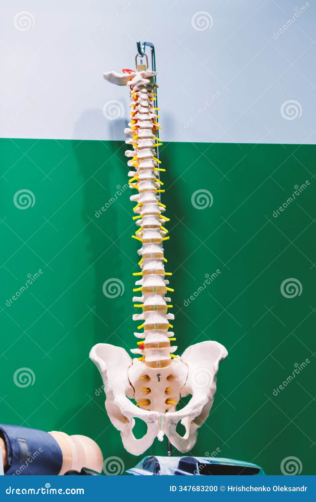 Human Spine and Pelvis, an Exhibit for Visual Medical Examination Stock ...