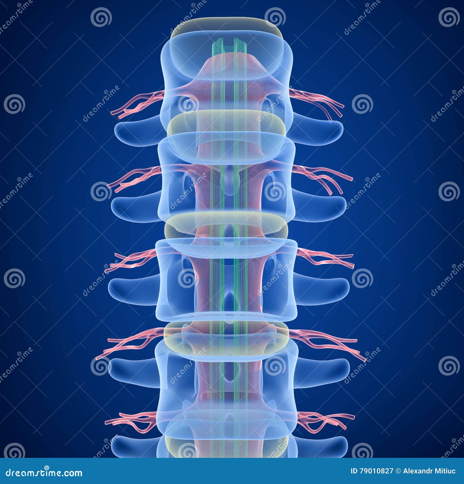 Human Spine x-ray view stock illustration. Illustration of spine - 79010827