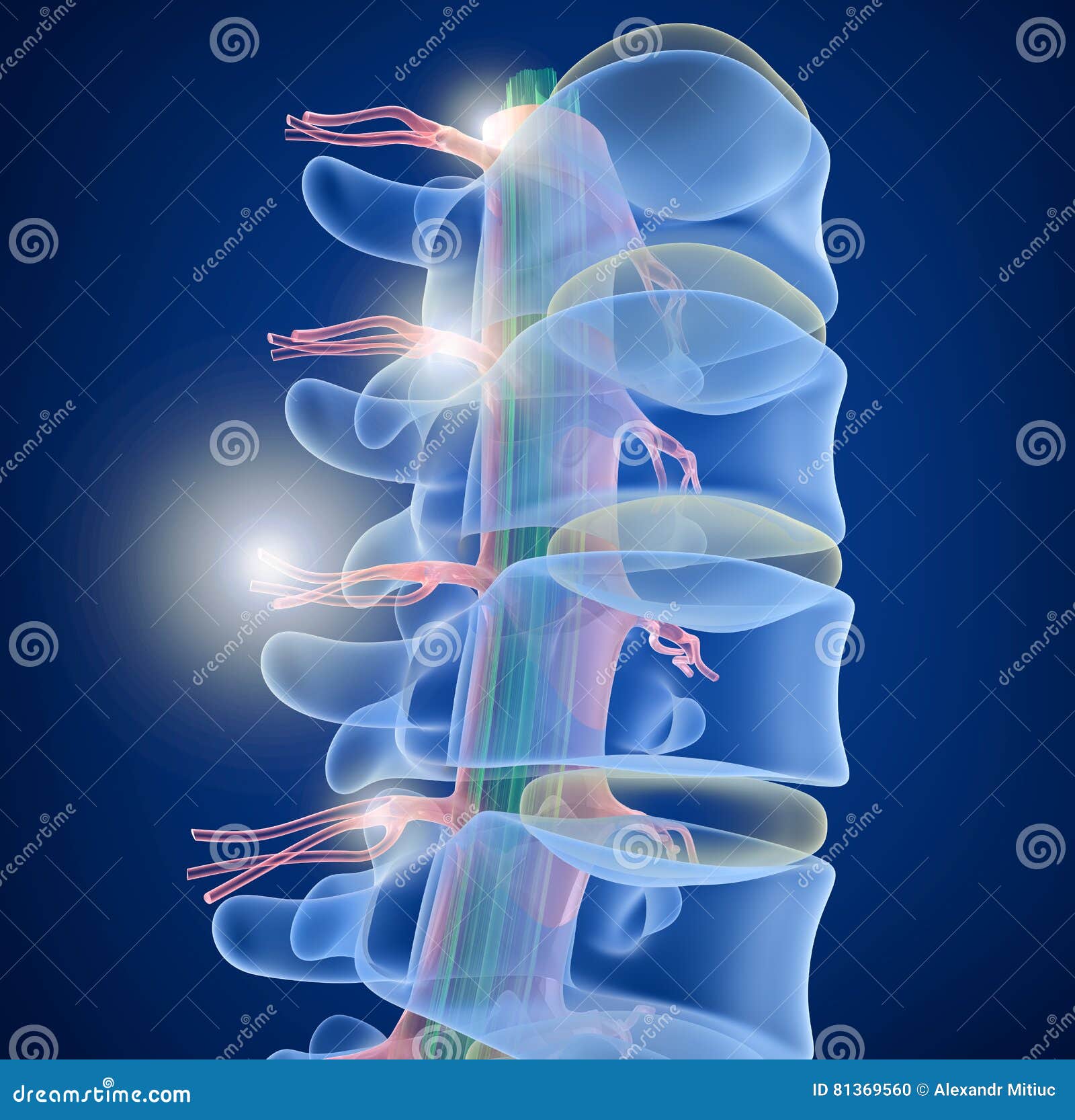 Human Spine x-ray view stock illustration. Illustration of lumbar ...