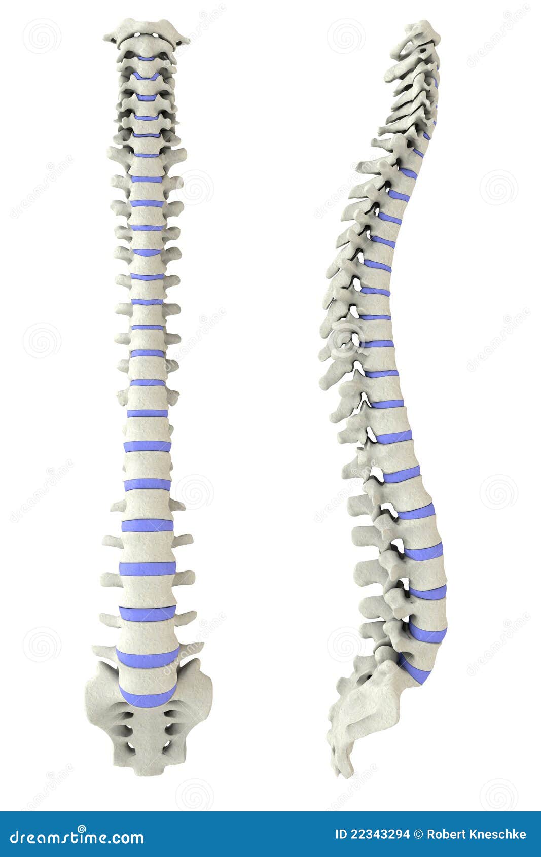 Human Spine from Side and Back Stock Illustration - Illustration of ...