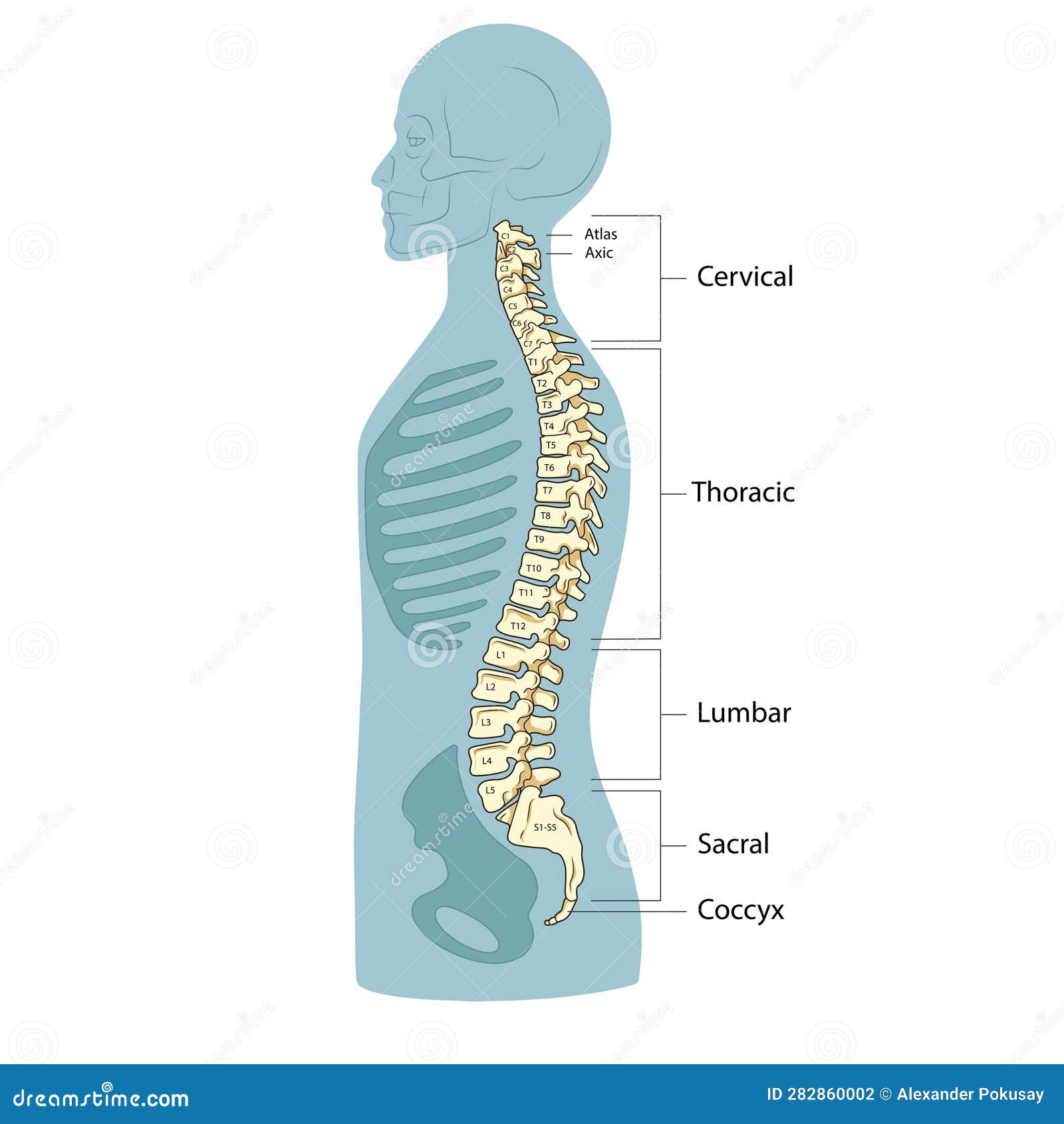 Human Spine Structure Diagram Medical Science Stock Illustration ...