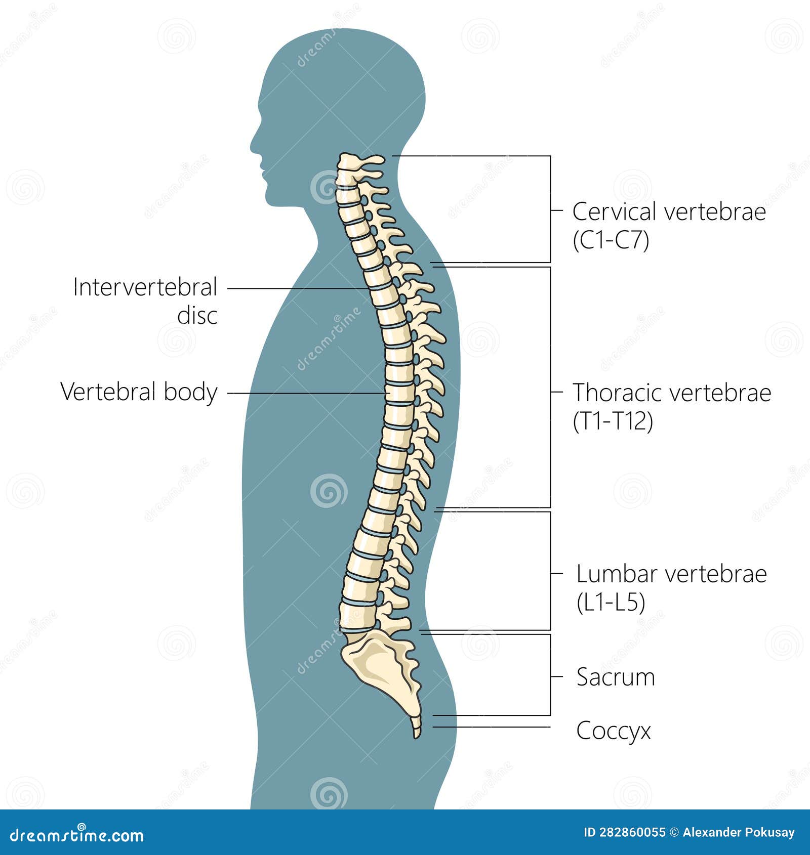Human Backbone Structure Human Backbone Structure