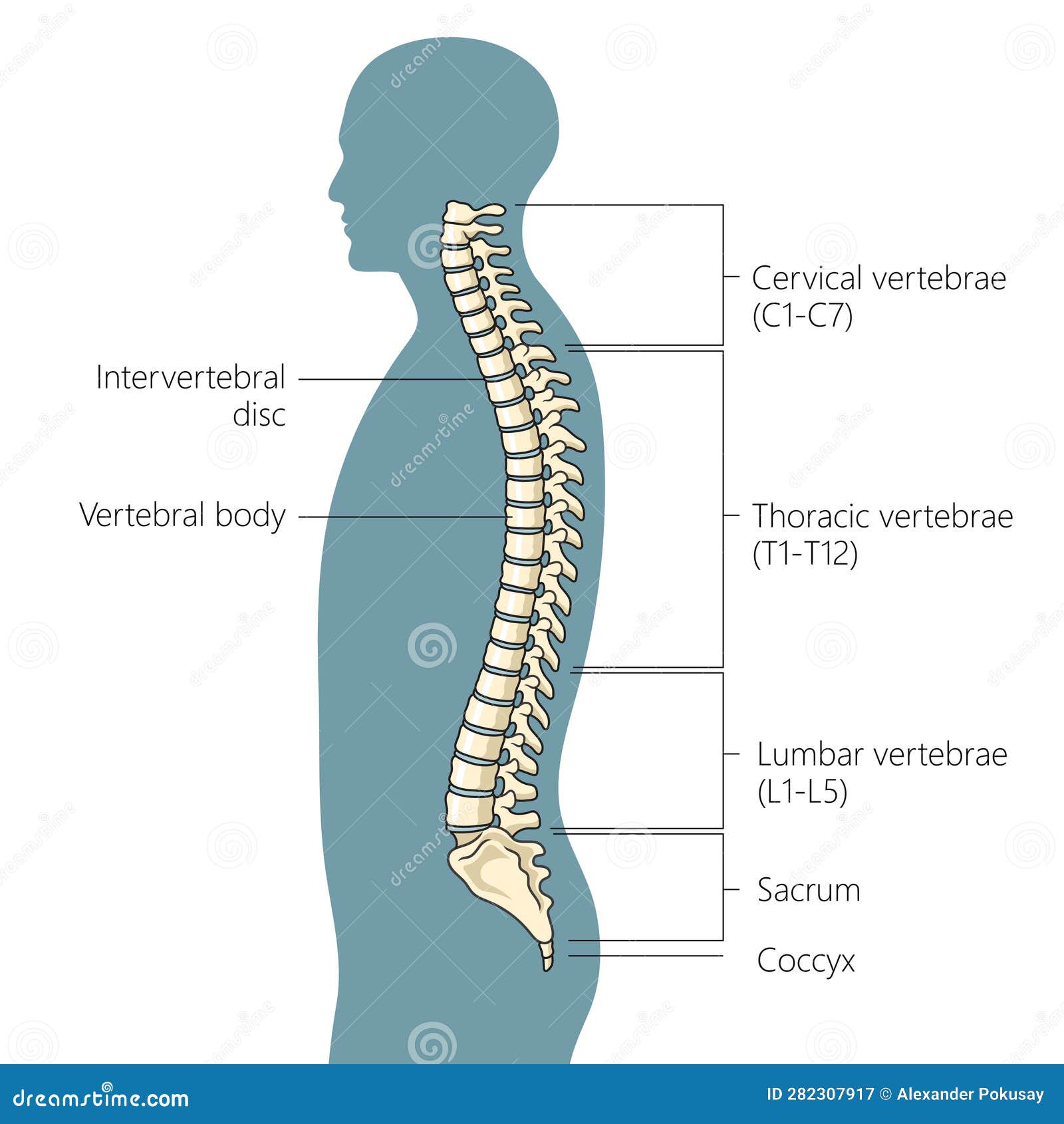 Human Spine Structure Diagram Medical Science Cartoon Vector ...