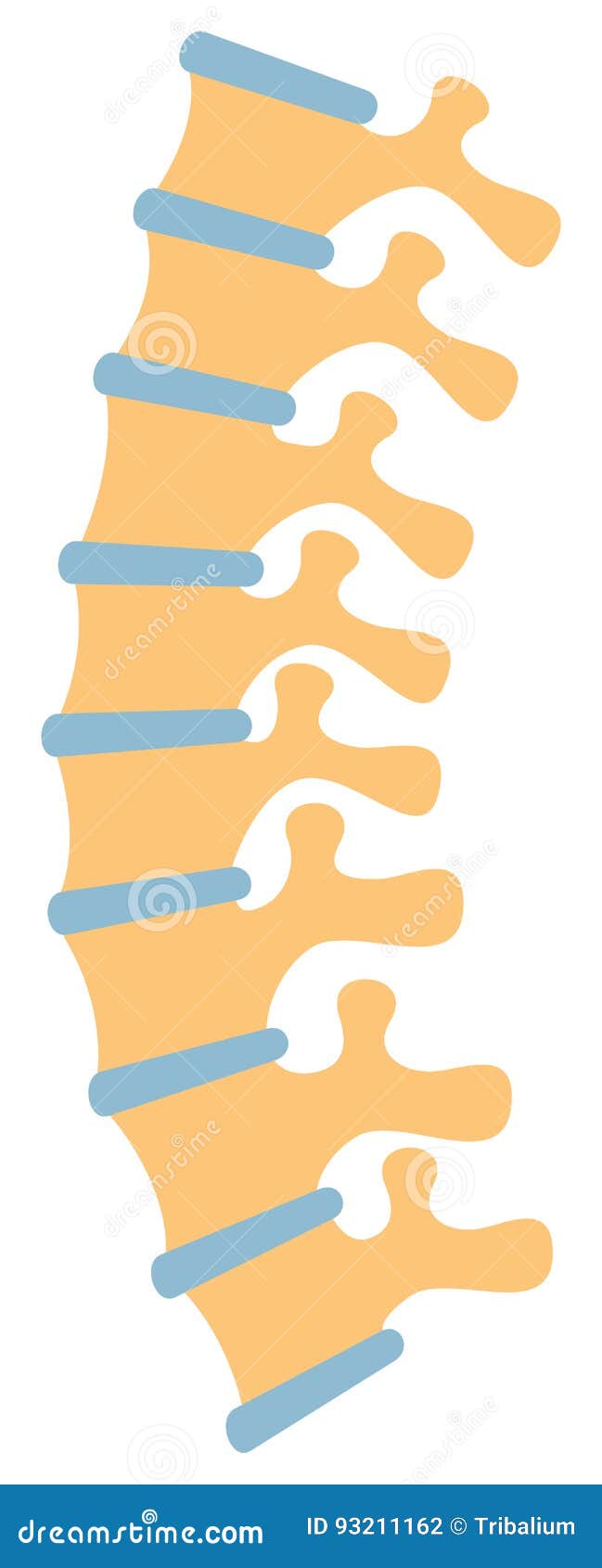 Human spine stock vector. Illustration of orthopedic - 93211162