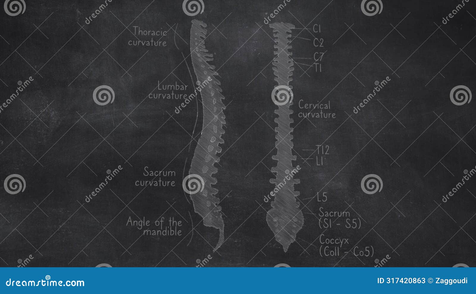 Human Spine Vertebral Column Anatomy Hand Drawn on Chalkboard Stock ...