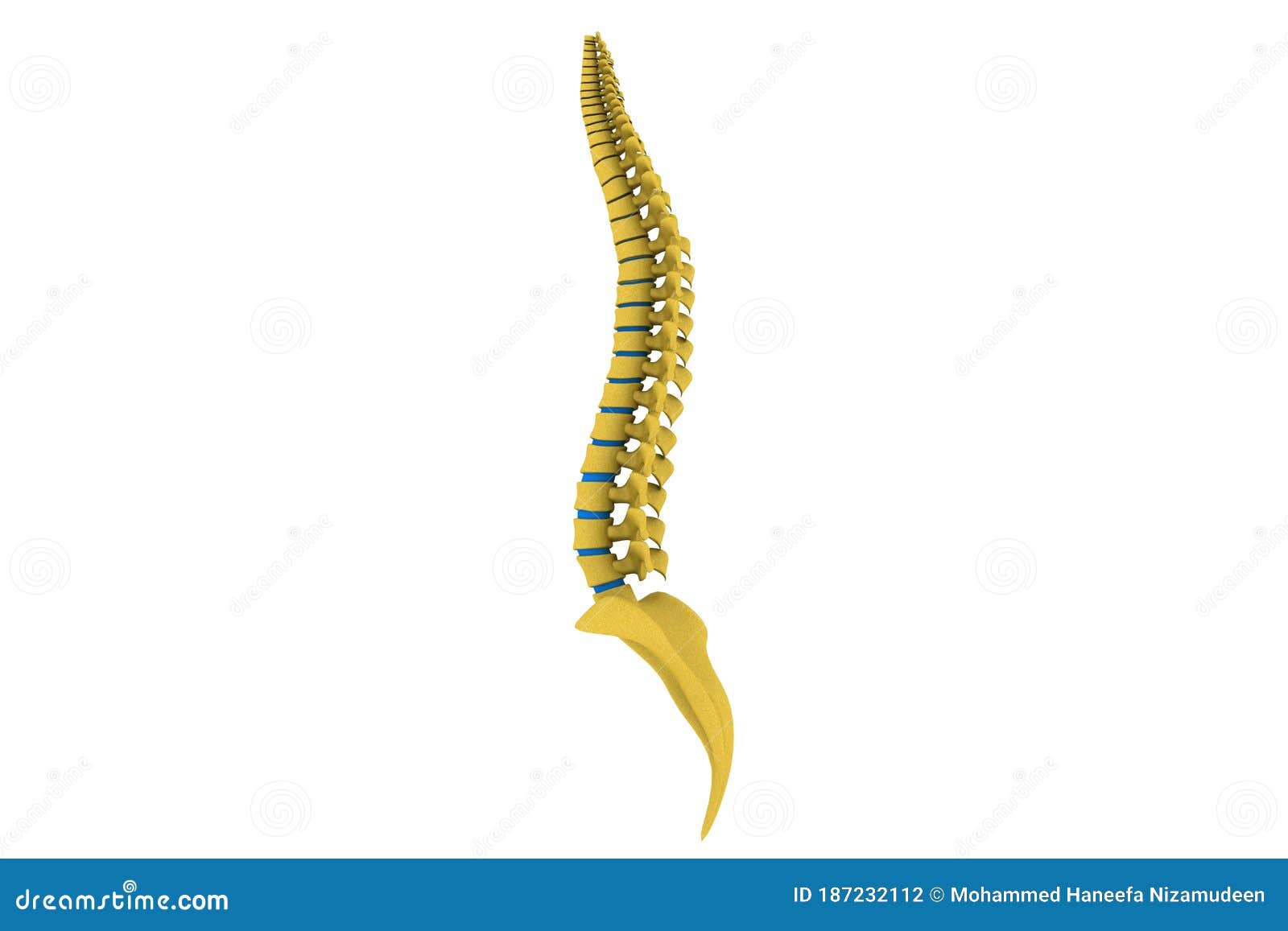 Human spine stock illustration. Illustration of cervical - 187232112