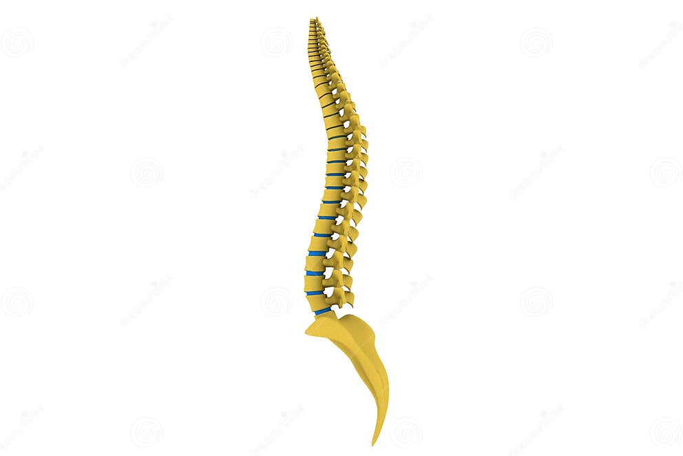 Human spine stock illustration. Illustration of cervical - 187232112