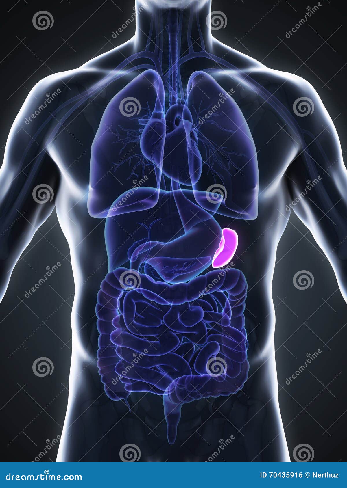 Human Spleen Anatomy stock illustration. Illustration of digestive ...