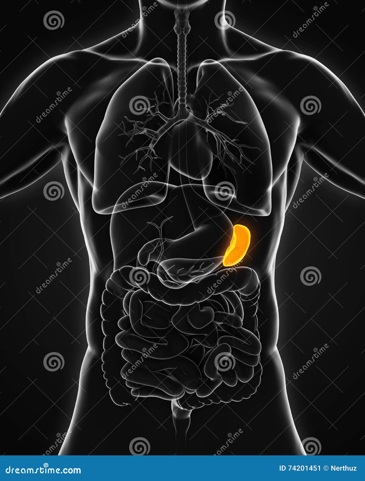 Human Spleen Anatomy stock illustration. Illustration of organ - 74201451