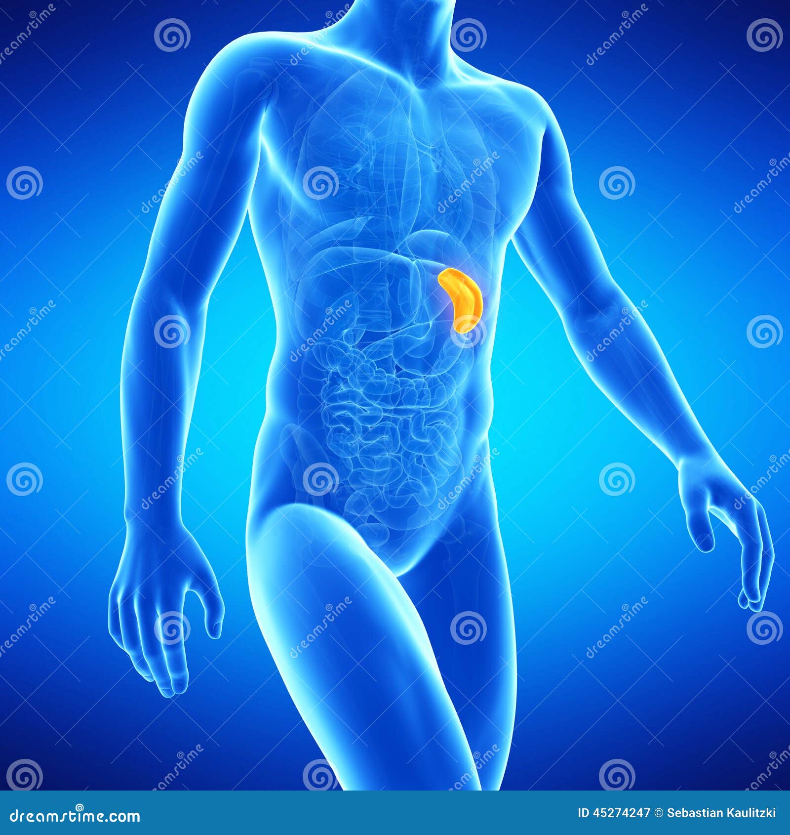 The human spleen stock illustration. Illustration of blue - 45274247