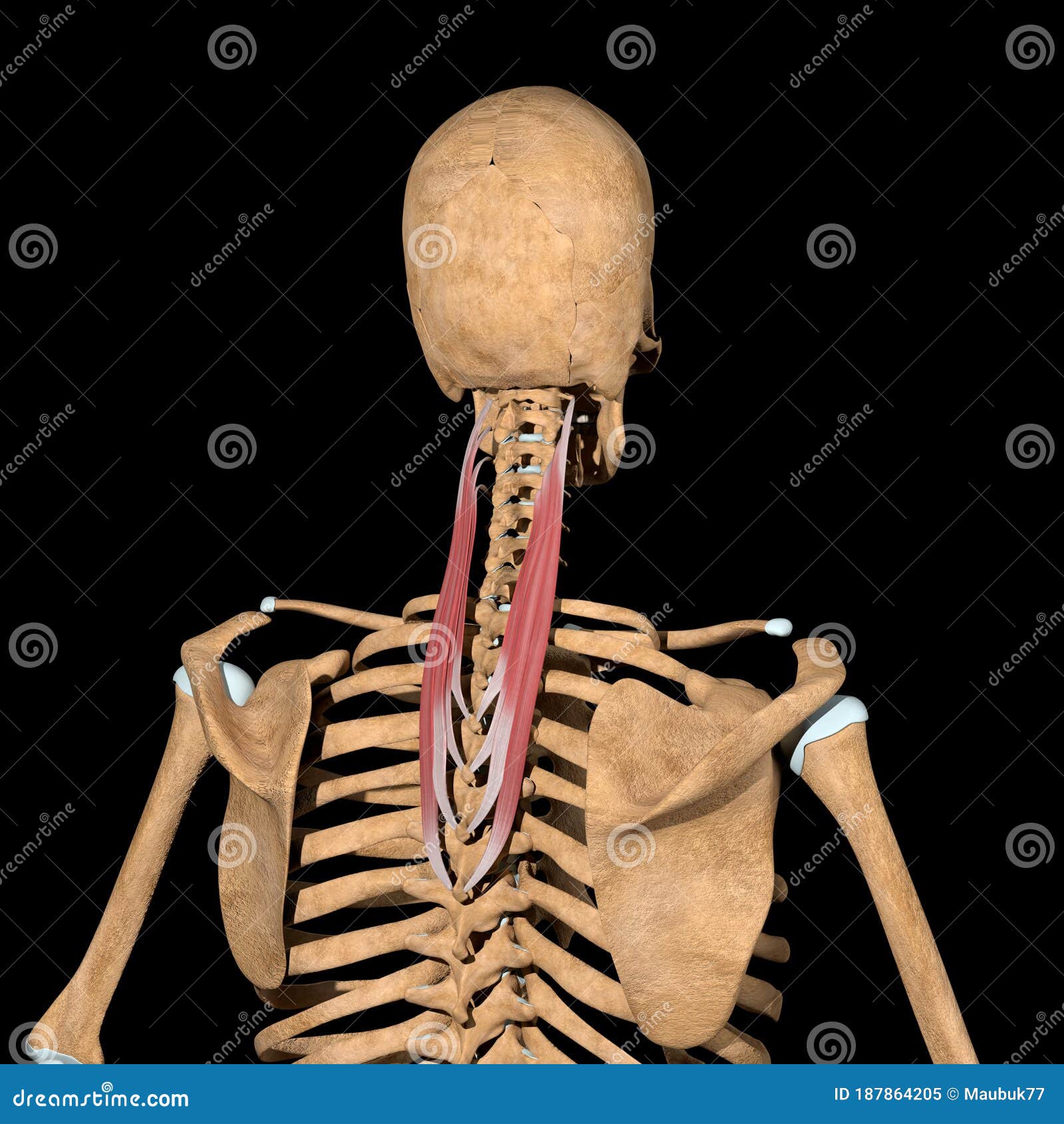 Splenius Cervicis Muscle