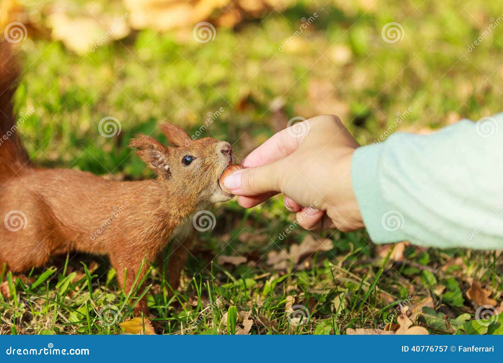 Human and squirrel. stock image. Image of fingers, grass - 40776757