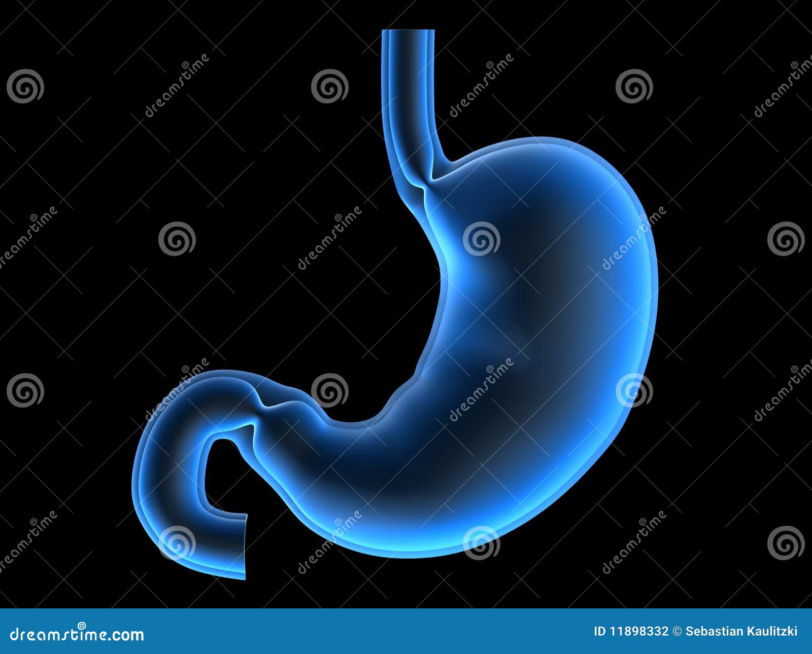 Human Stomach Anatomy. Vector Illustration With Labels | CartoonDealer ...