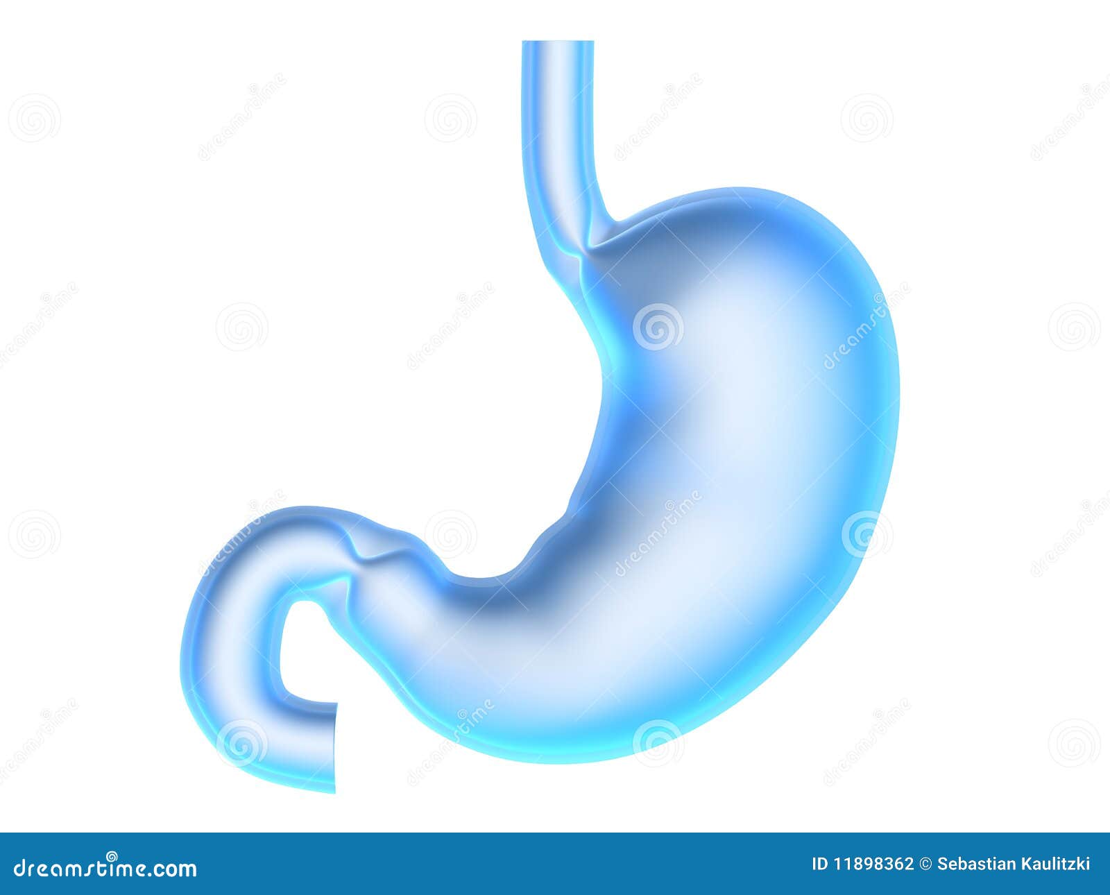 Human Stomach And Colon Anatomy, Vector Cartoon | CartoonDealer.com ...