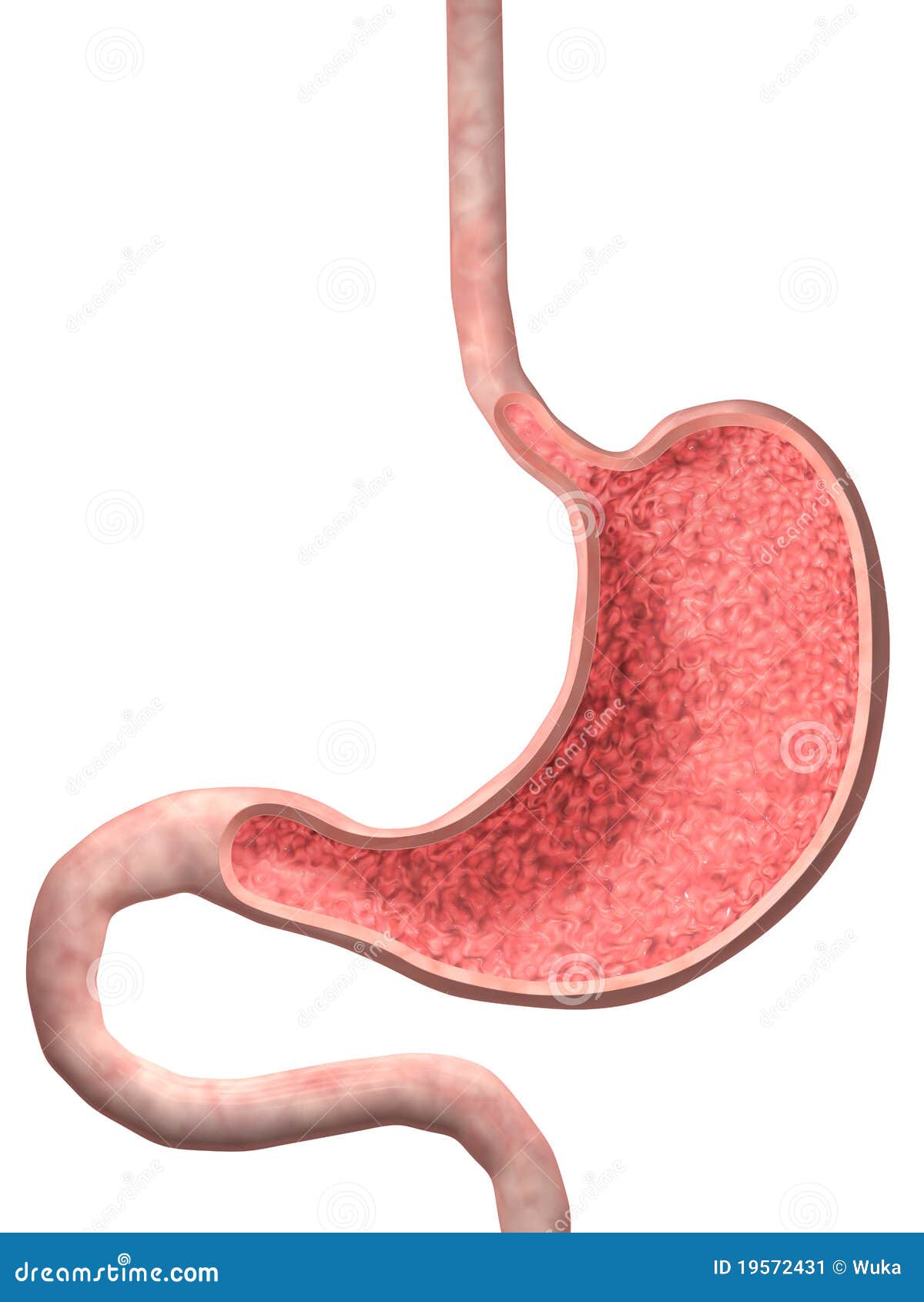 Human Stomach Anatomy. Vector Illustration With Labels | CartoonDealer ...