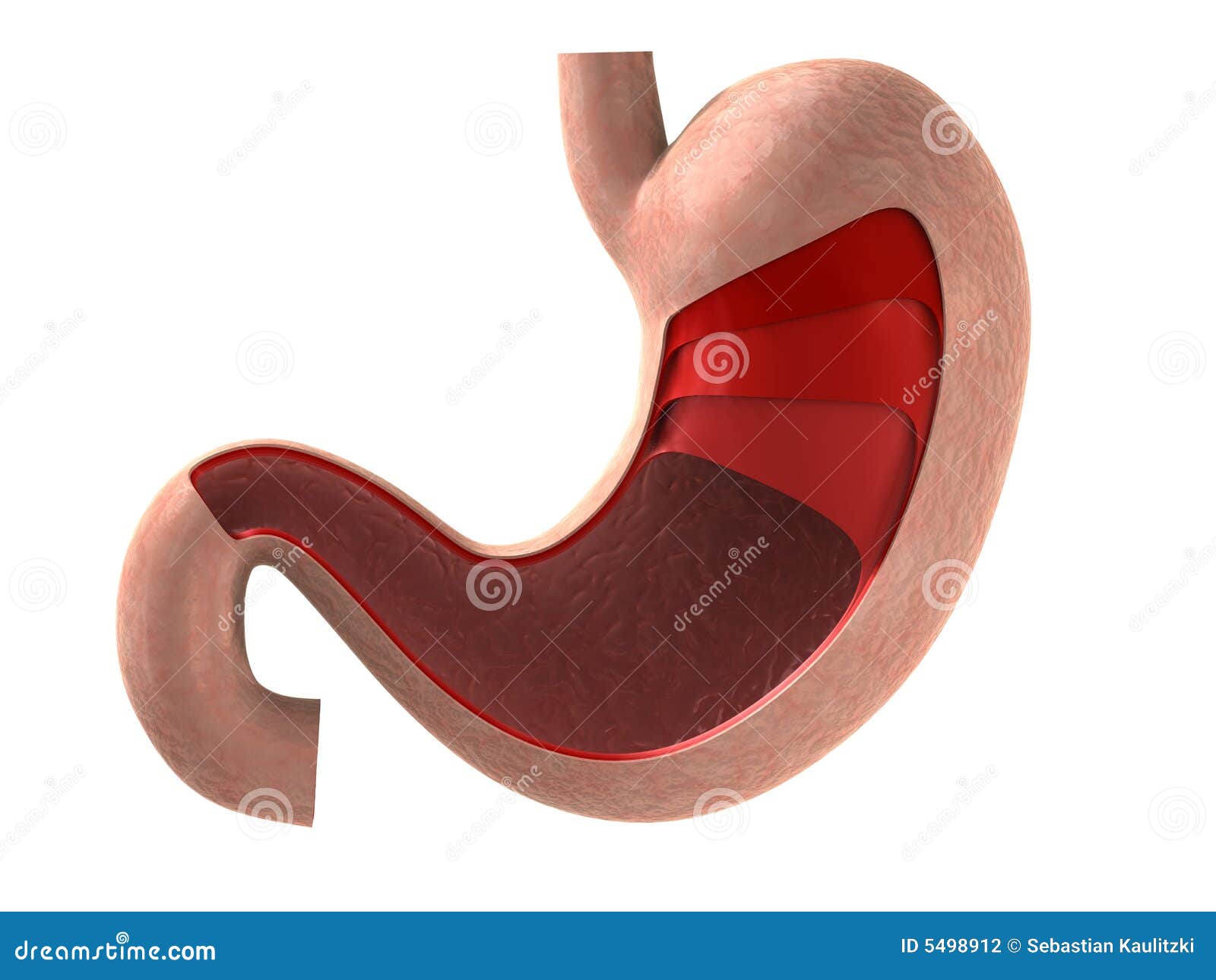 Human Stomach Anatomy. Vector Illustration With Labels | CartoonDealer ...