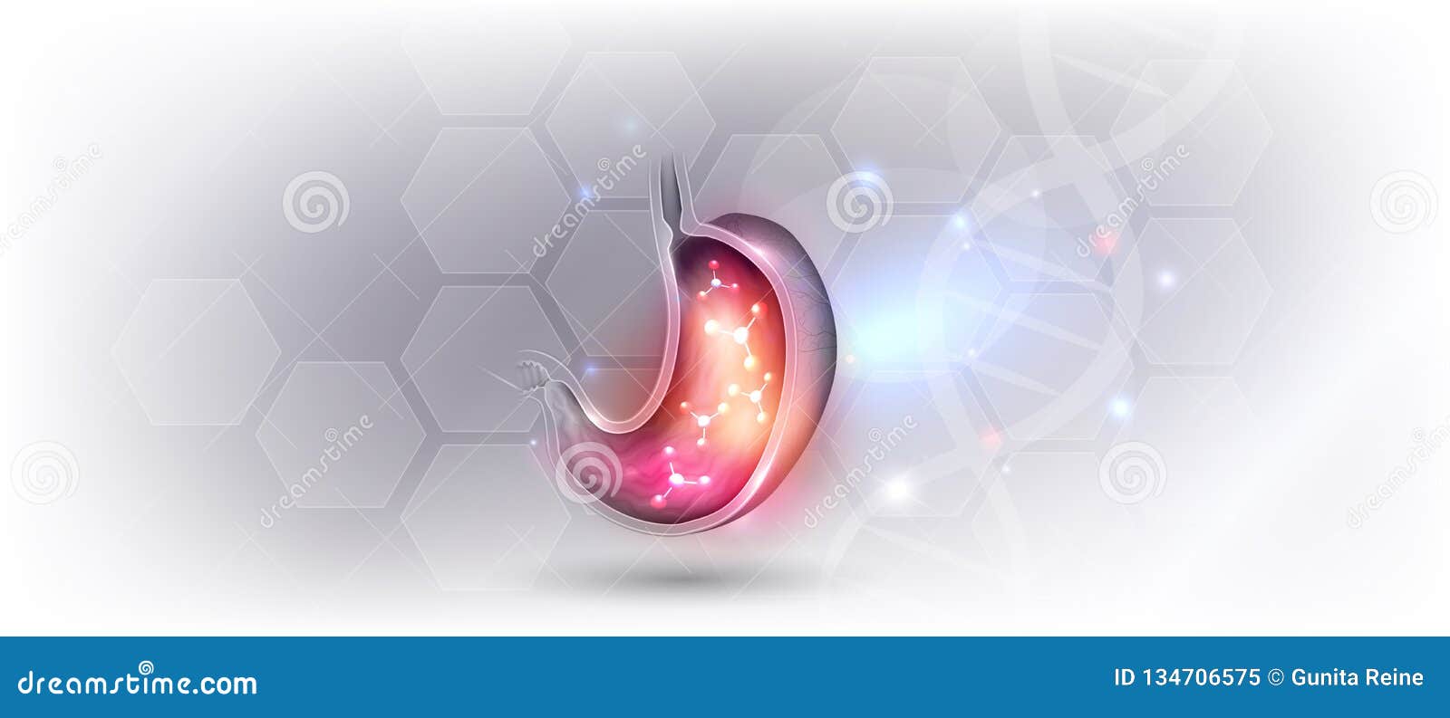 Human Stomach stock vector. Illustration of backgrop - 134706575