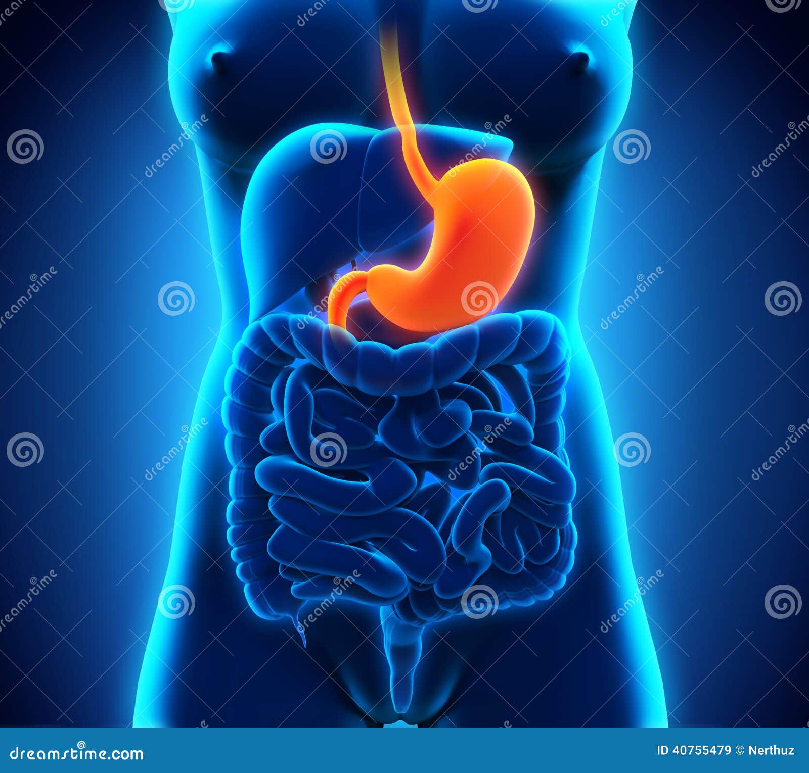 Human Stomach Anatomy stock illustration. Illustration of abdominal ...