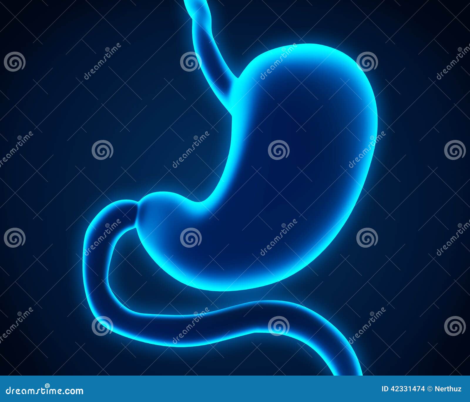 Stomach Anatomy Or Digestive Organ Detailed Inner Structure Outline ...