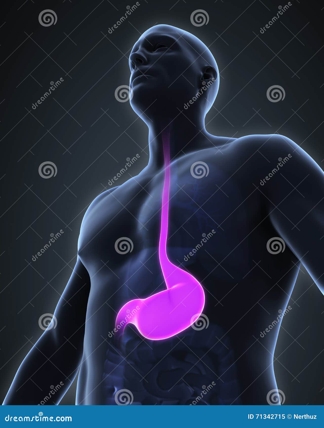 Human Stomach Anatomy Royalty-Free Stock Photo | CartoonDealer.com ...
