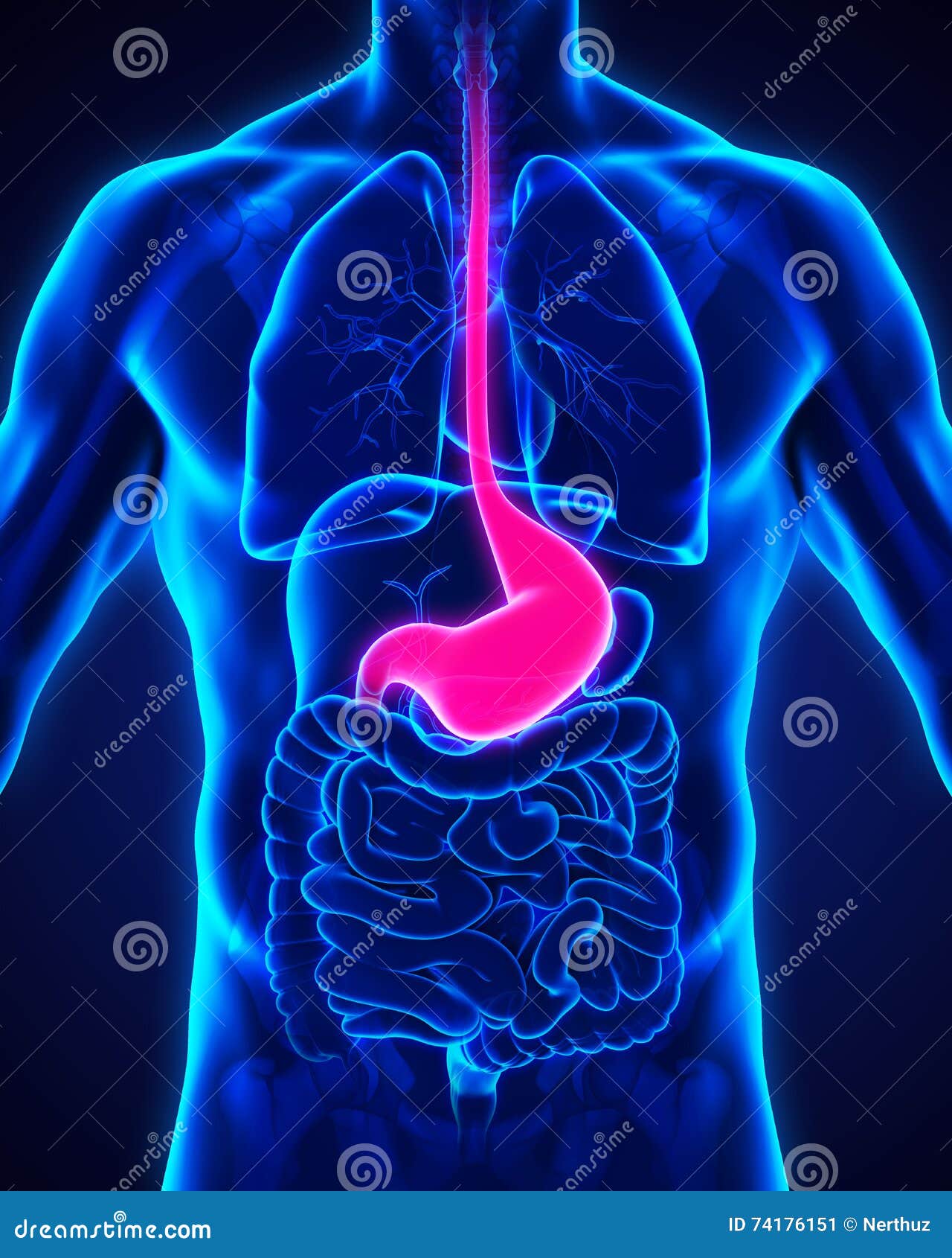 Human Stomach Dissection