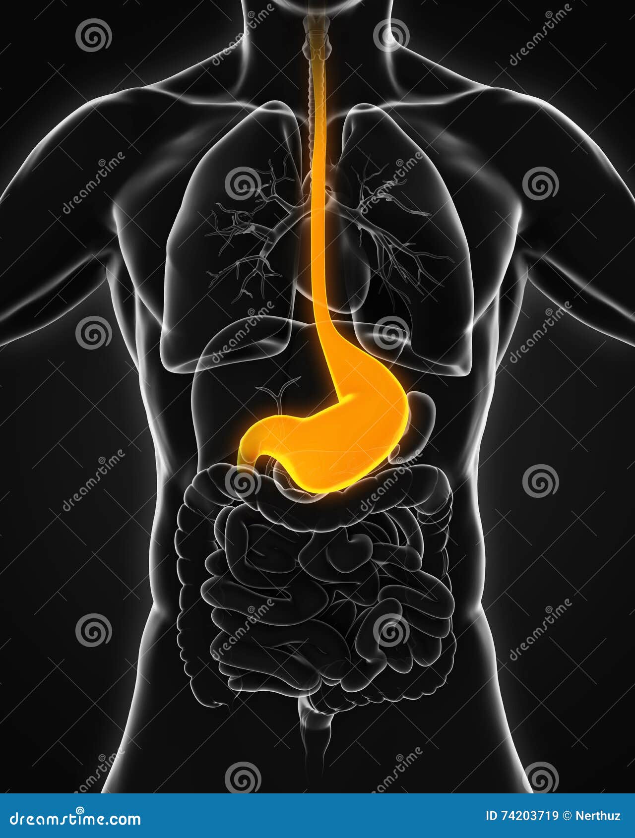 Human Stomach Anatomy Royalty-Free Stock Photo | CartoonDealer.com ...
