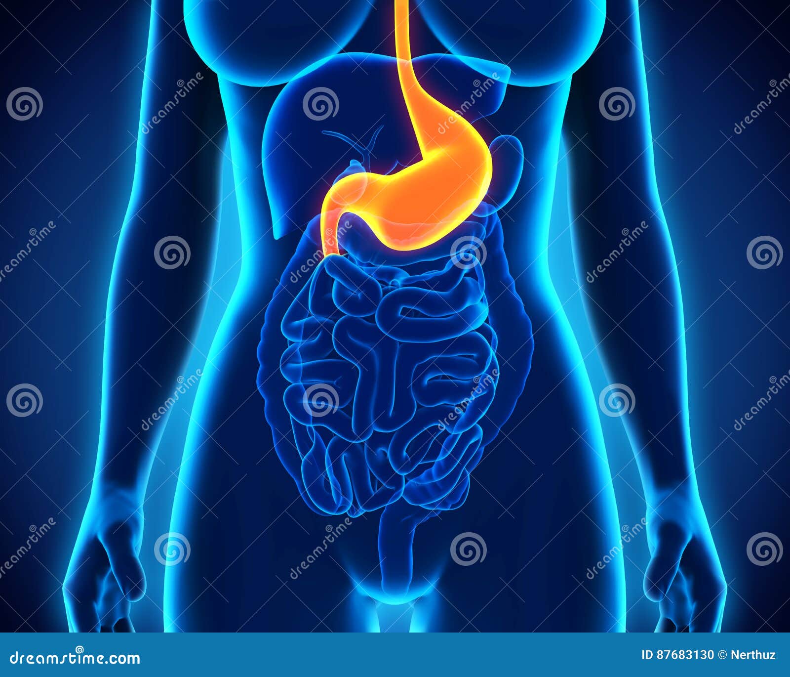 Human Stomach Dissection