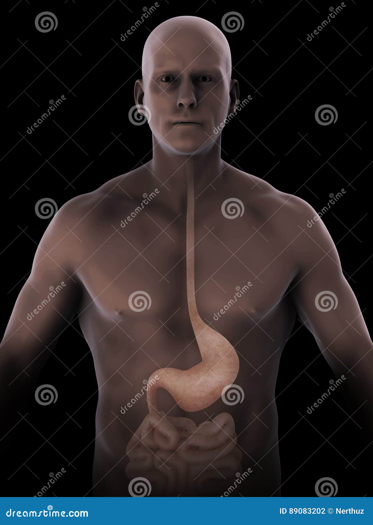 Human Stomach Anatomy Stock Photography | CartoonDealer.com #89083202